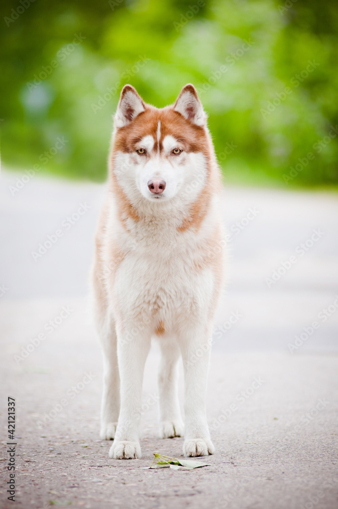 siberian husky standing outdoors Stock Photo | Adobe Stock