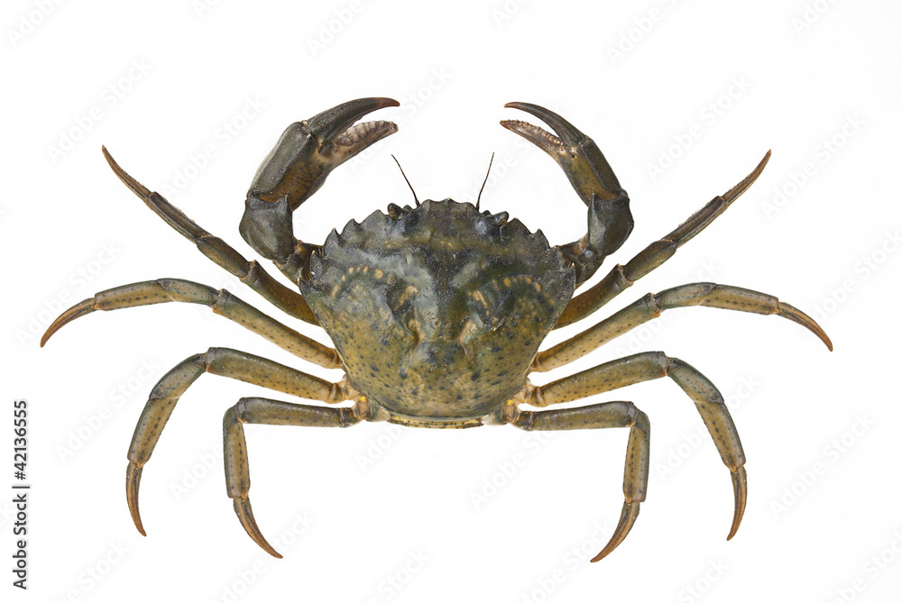 Living crab Stock Photo | Adobe Stock