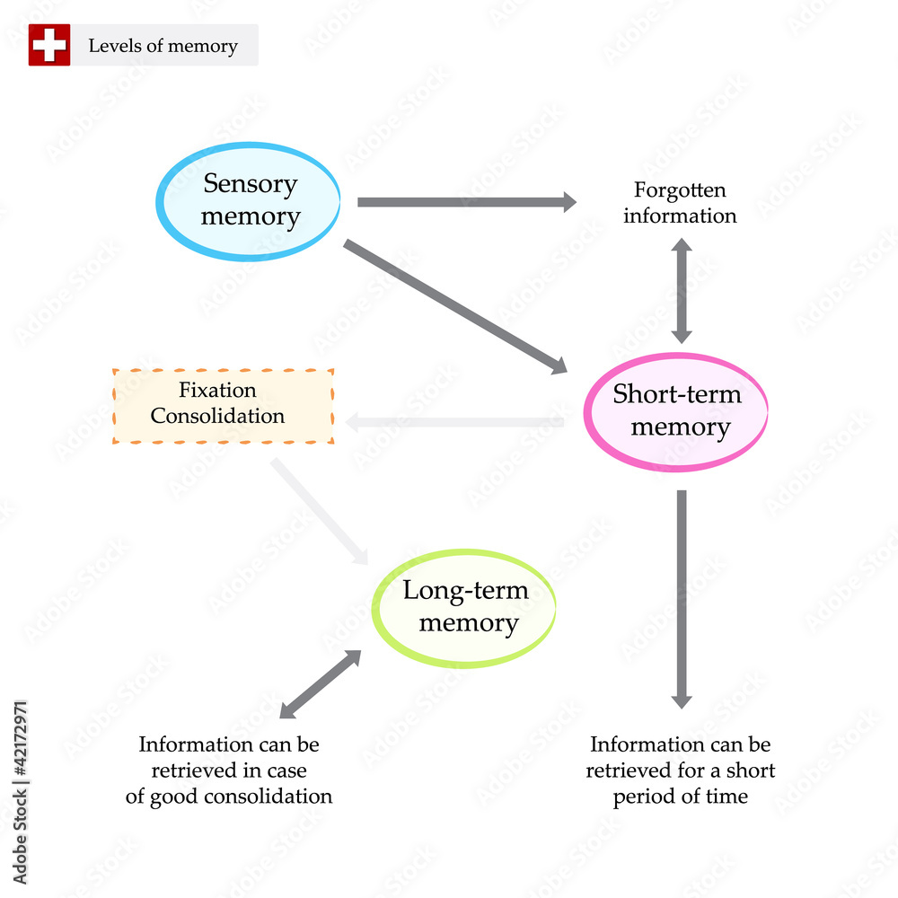 Levels of memory. Colorful chart Stock Vector | Adobe Stock