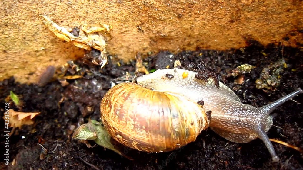 snail Stock Video | Adobe Stock