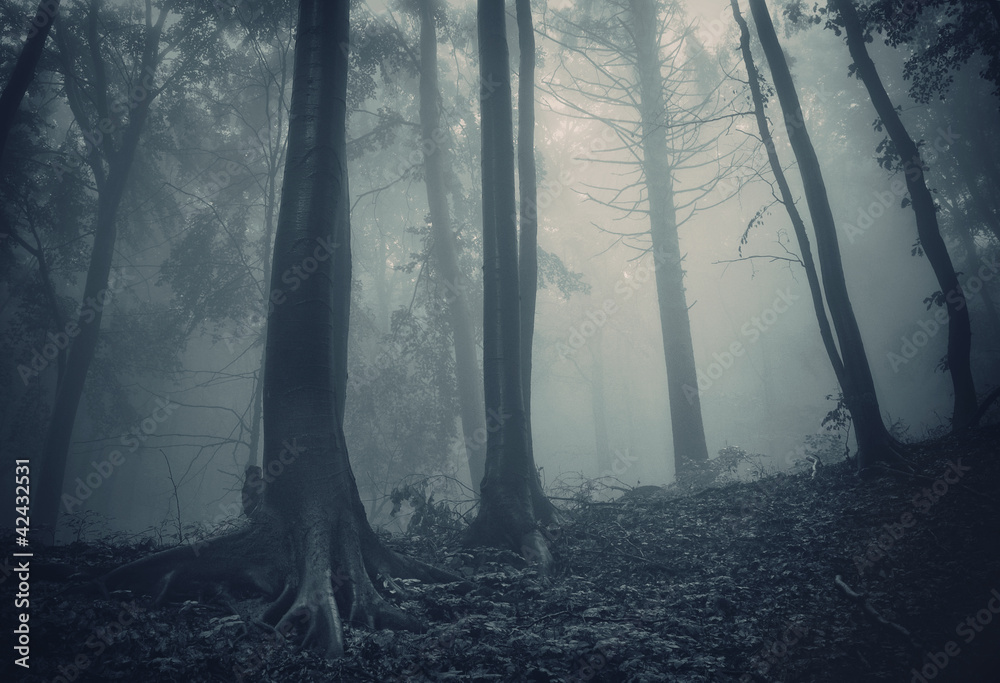 pine trees in a dark forest with green fog Stock Photo | Adobe Stock
