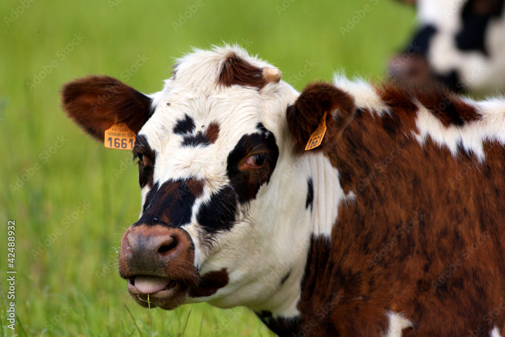 tete de vache holstein Photos | Adobe Stock