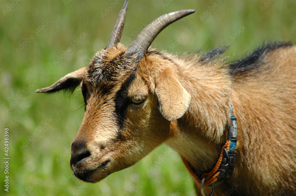 Goat head portrait Stock Photo | Adobe Stock