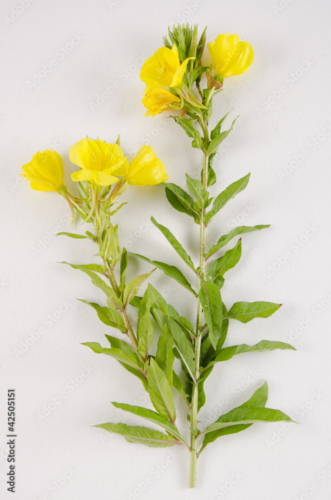 Oenothera biennis / Onagre bisannuelle Photos | Adobe Stock
