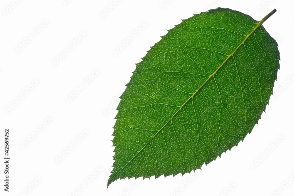 Rosenblatt Stock-Foto | Adobe Stock