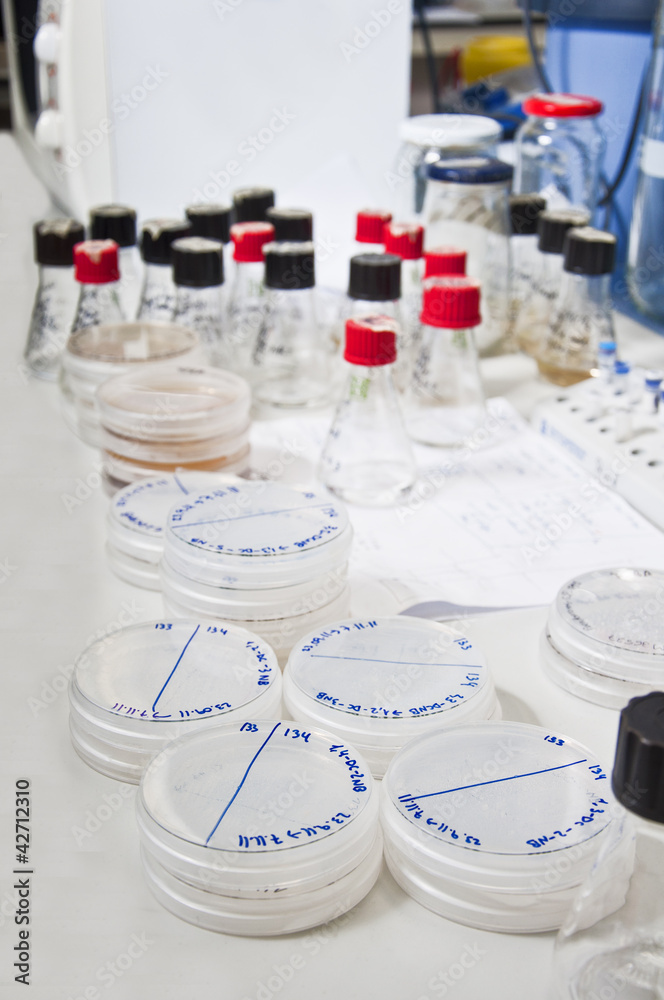 Botes de muestras y placas de agar en laboratorio Stock Photo | Adobe Stock