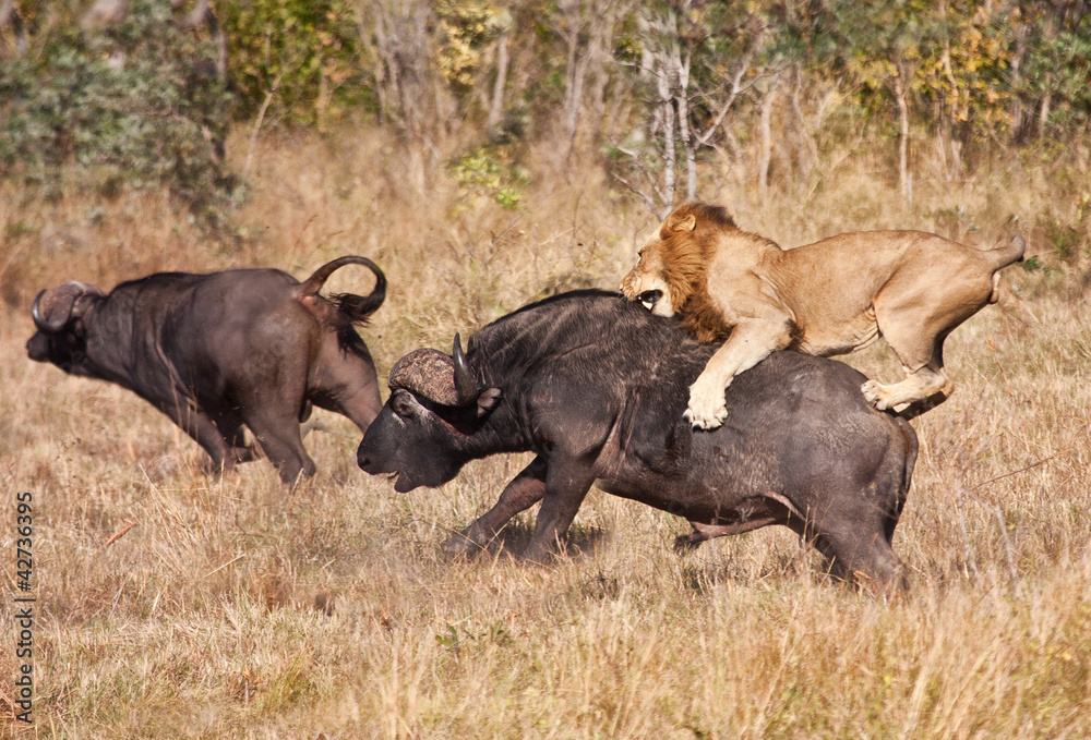 Male lion attack huge buffalo bull Stock Photo | Adobe Stock