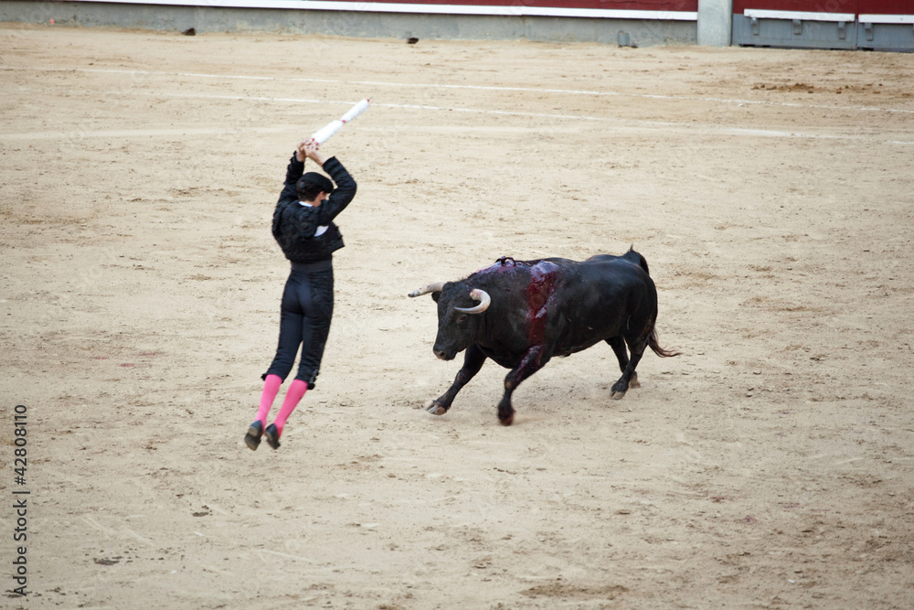 Banderillero poniendo banderillas en toro de lidia en España Stock ...