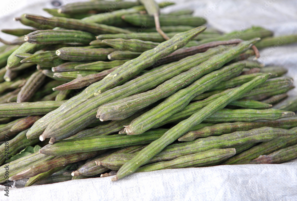 moringa seed pods Stock Photo | Adobe Stock