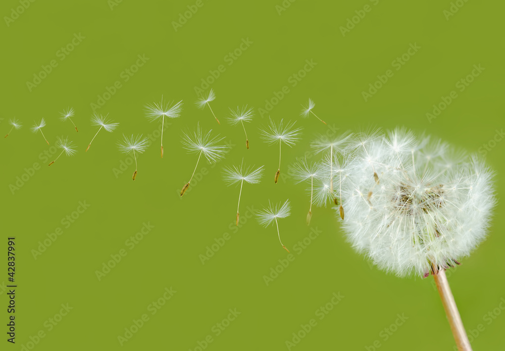 Pusteblume Stock Photo | Adobe Stock