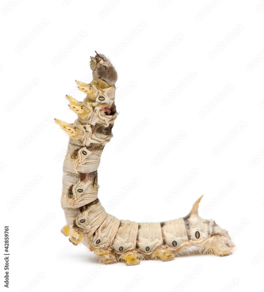 Silkworm larvae, Bombyx mori, against white background Stock Photo ...