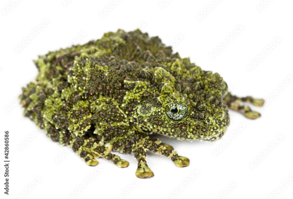 Mossy Frog, Theloderma corticale, also known as a Vietnamese Mos foto ...