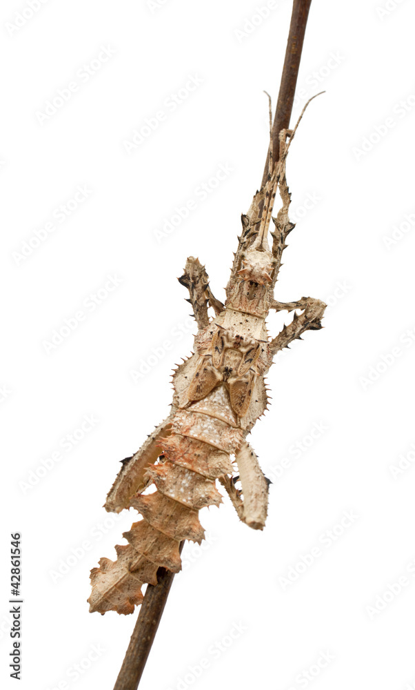 Young male Malayan Jungle Nymph, Heteropteryx dilatata Stock Photo ...