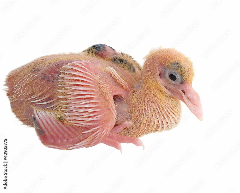 Baby pigeon isolated on white background (7 days) Stock Photo | Adobe Stock
