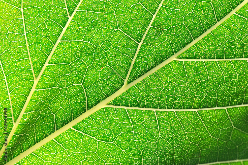 DETALLE NERVIACIÓN DE UNA HOJA DE MORERA Stock Photo | Adobe Stock
