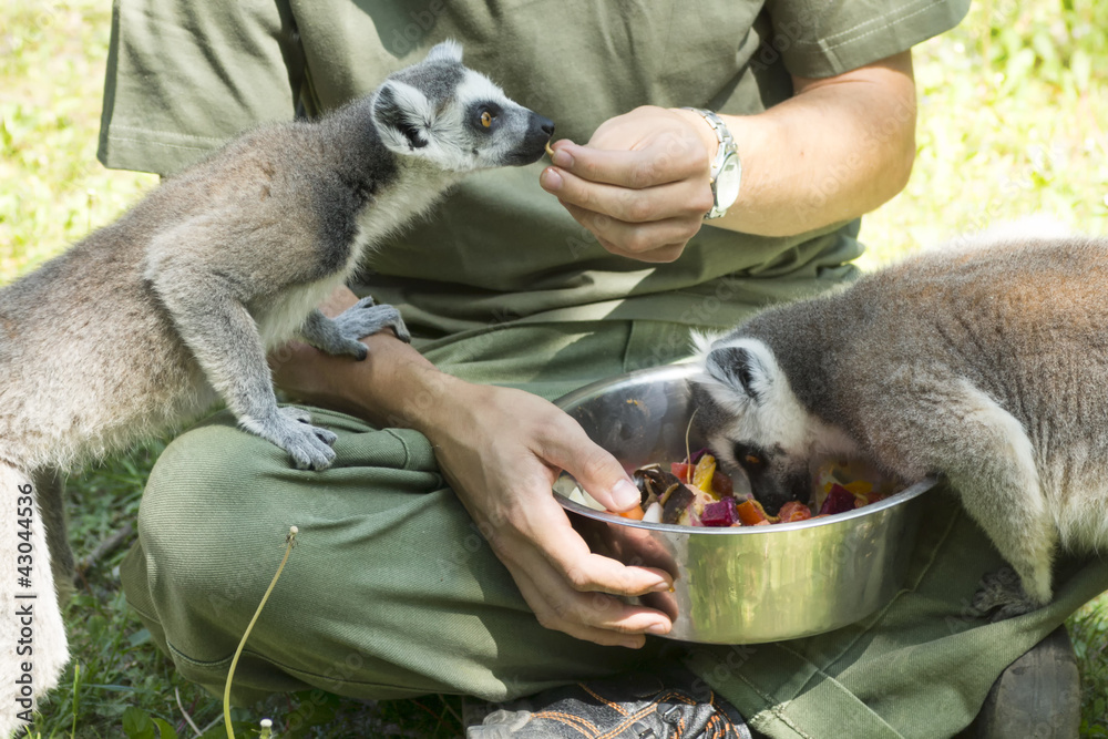 lemurs feeding Stock Photo | Adobe Stock
