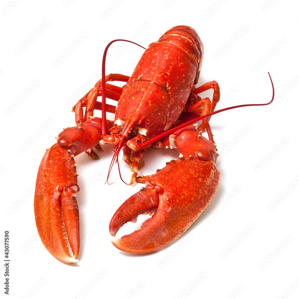 lobster isolated on a white studio background. Stock Photo | Adobe Stock