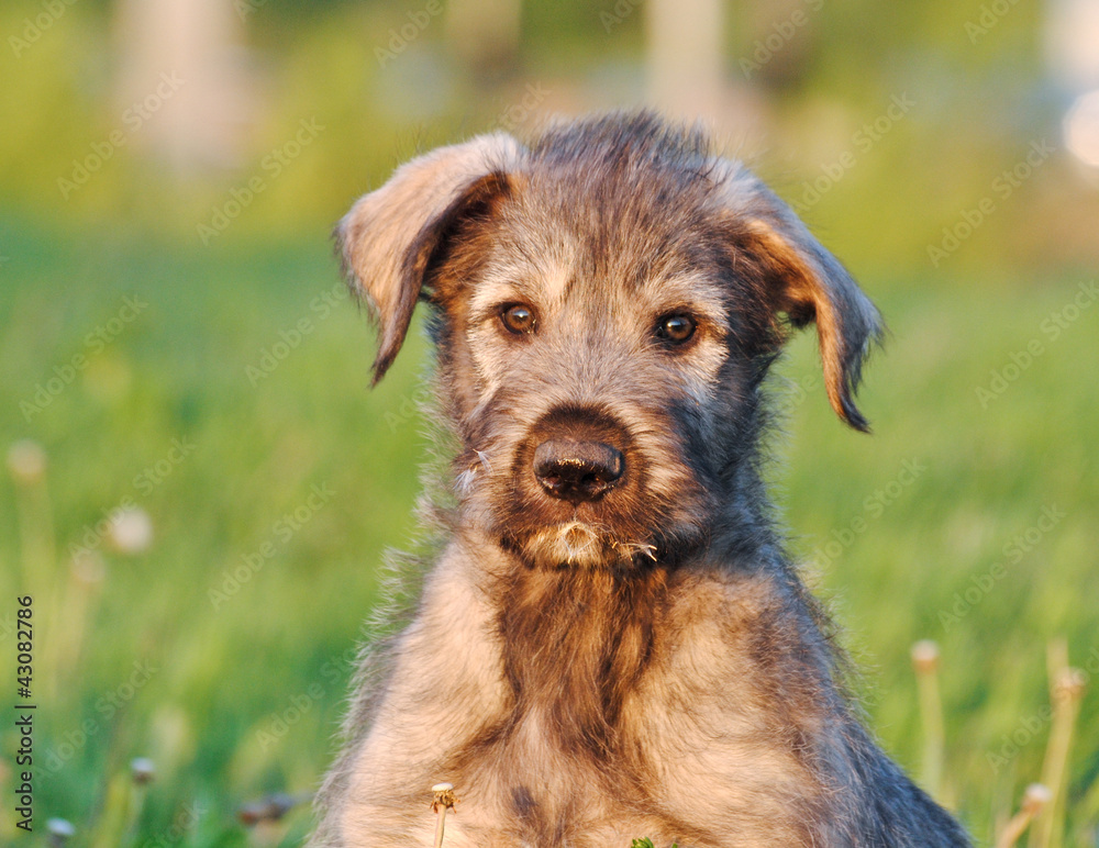 Red Irish Wolfhound Puppies