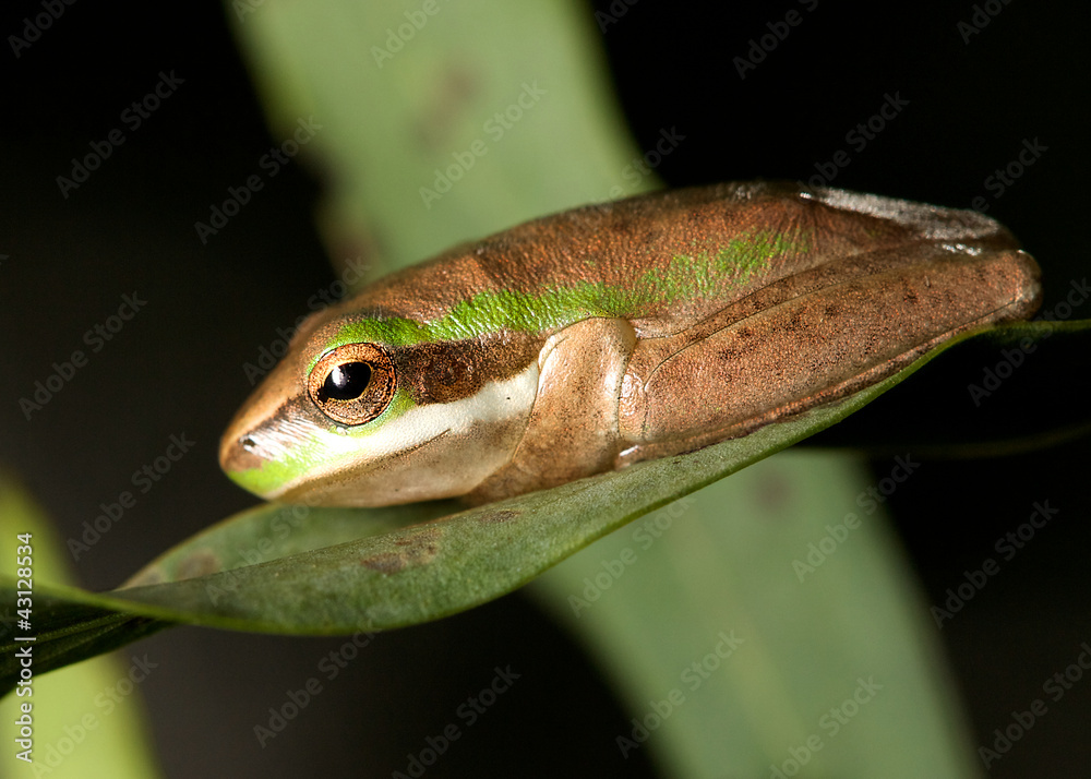 Pygmy tree frog sitting on leaf Stock Photo | Adobe Stock