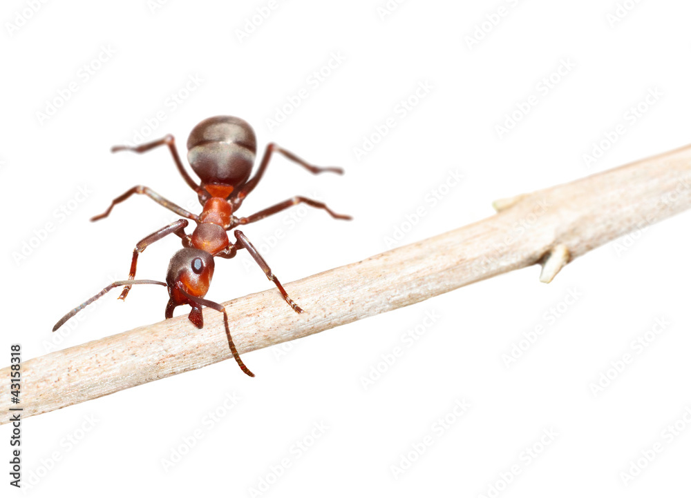Hard Work Ant