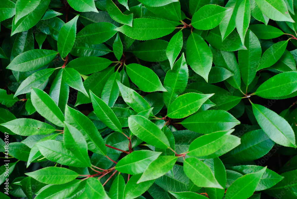 Green Photinia x fraseri "Red Robin" Stock Photo | Adobe Stock