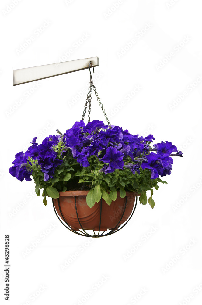 Hanging flowers Stock Photo | Adobe Stock