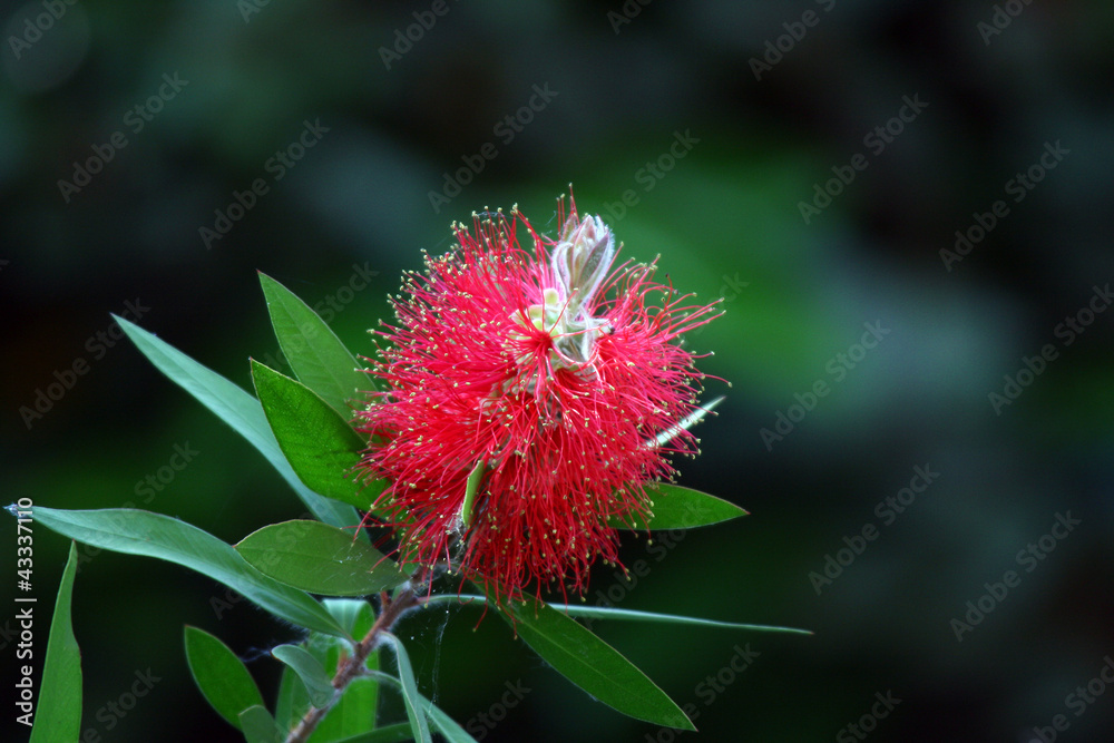 Callistemon Stock Photo | Adobe Stock