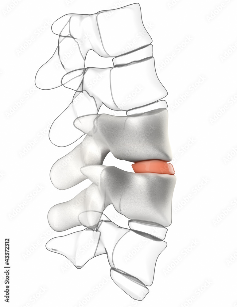 Spine anatomy intervertebral disc Stock Illustration | Adobe Stock
