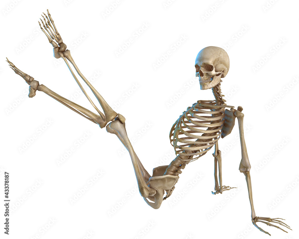 skeleton legs up Stock Illustration | Adobe Stock