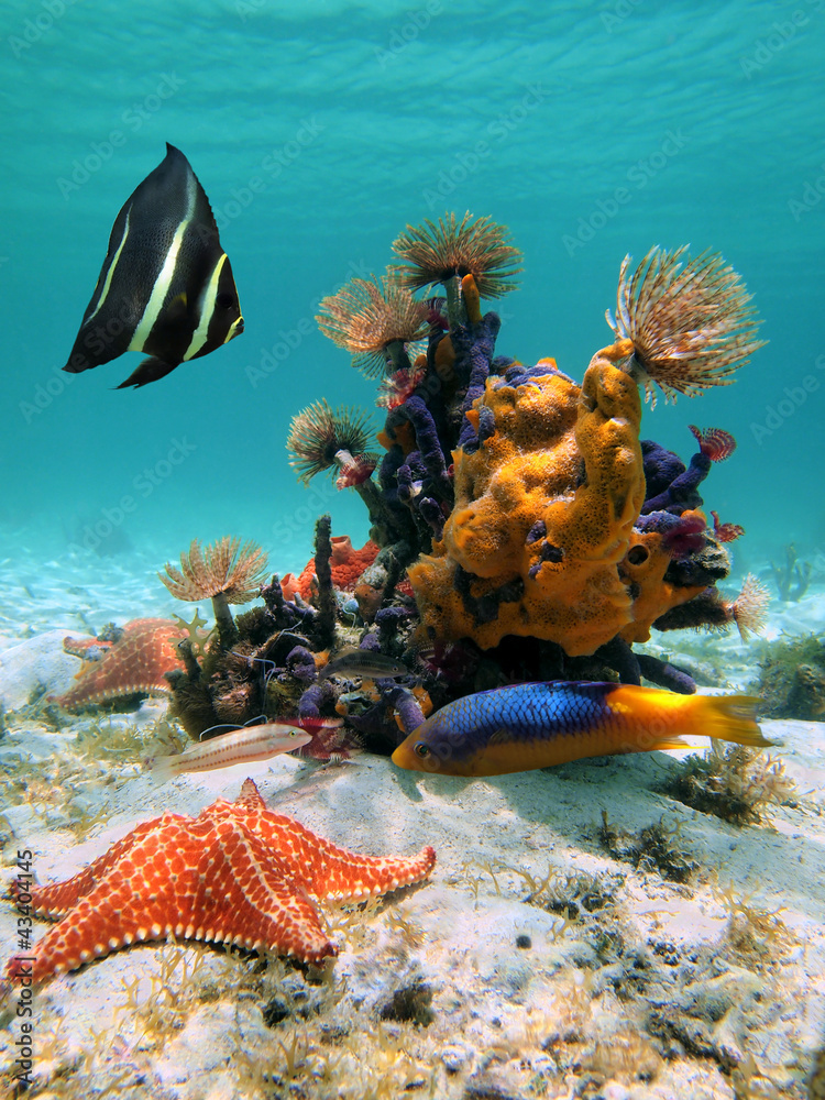 Marine life underwater sea in the Caribbean with tropical fish, sea ...