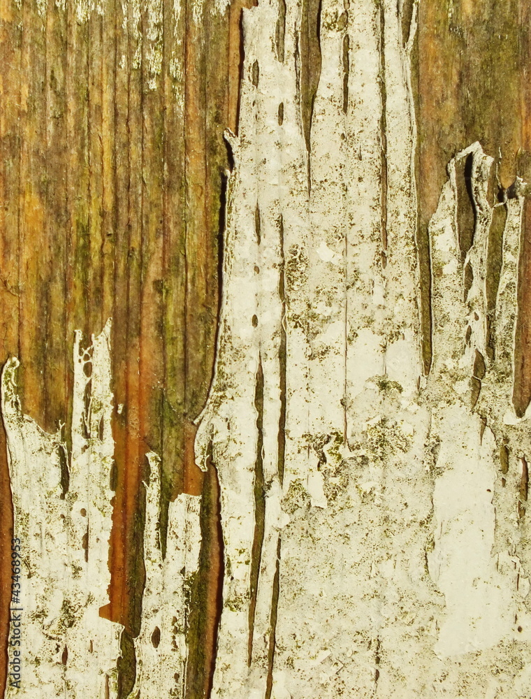 holz Stock-Foto | Adobe Stock