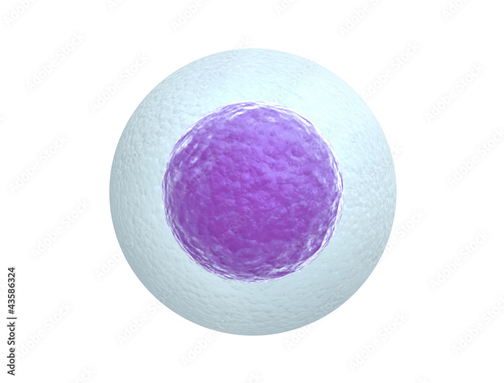 Human egg cell isolated on white background Stock Illustration | Adobe ...