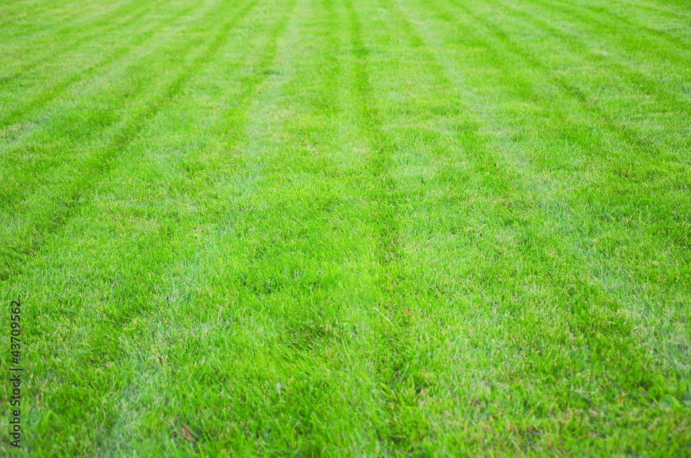 grass background Stock Photo | Adobe Stock