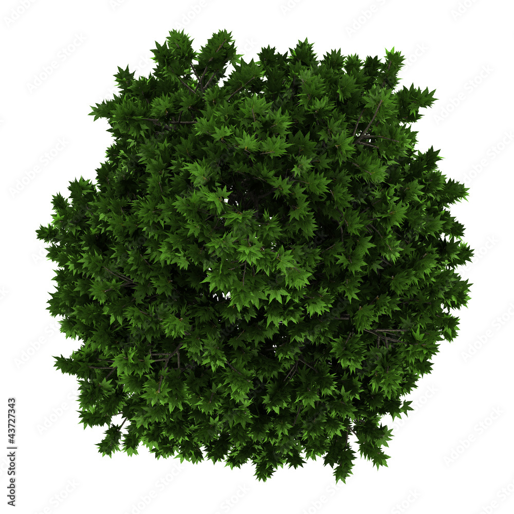 top view of London plane tree isolated on white background Stock Photo ...