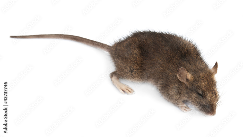 dead rat Stock Photo | Adobe Stock