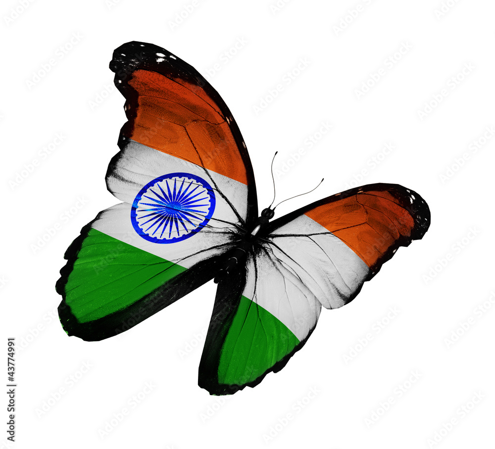 Indian flag butterfly flying, isolated on white background Stock ...