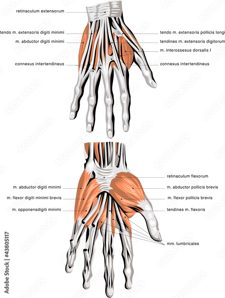 muscles of the hand Stock Vector | Adobe Stock