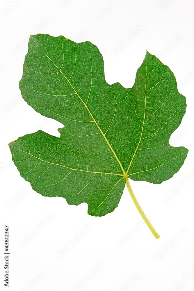 foglia di fico su sfondo bianco Stock Photo | Adobe Stock