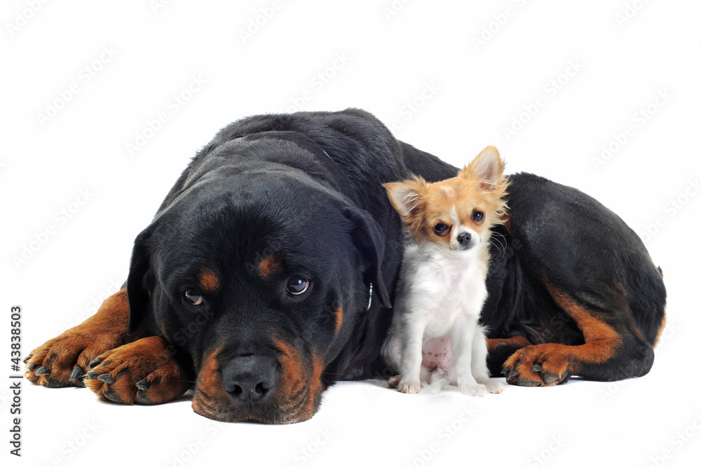 Chihuahua Rottweiler Mix