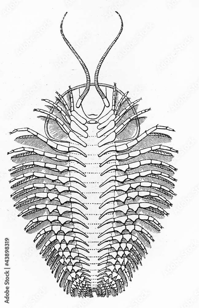 Trilobite Drawing