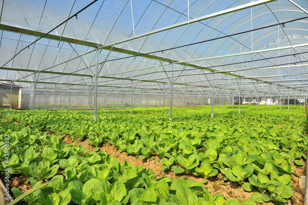 Vegetable Farm With Net To Keep Out Pests Stock Photo | Adobe Stock