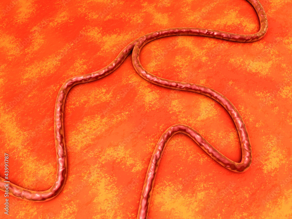 Vene Stock Illustration | Adobe Stock