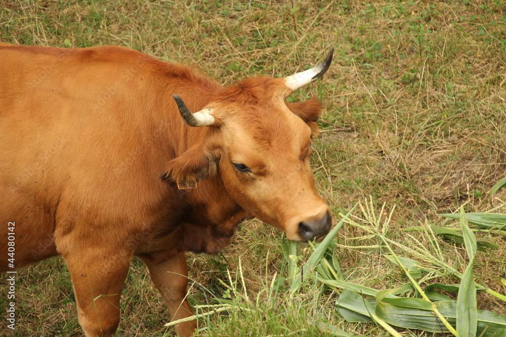 Vaca pastando en la pradera Stock Photo | Adobe Stock