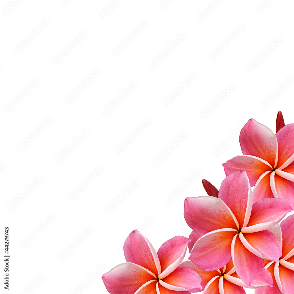 Frangipani flowers border design Stock Photo | Adobe Stock
