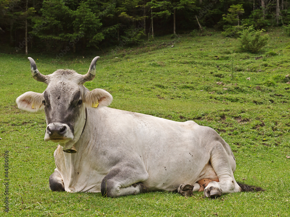 Tiroler Grauvieh Stock Photo | Adobe Stock