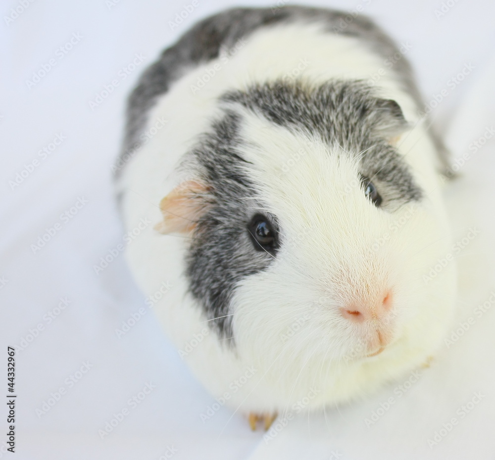 cobaye Stock Photo | Adobe Stock