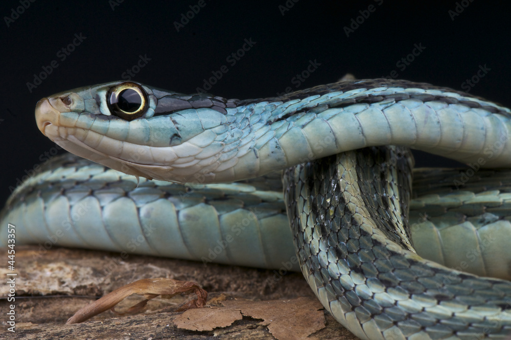 Blue ribbon snake / Thamnophis sauritus Stock Photo | Adobe Stock