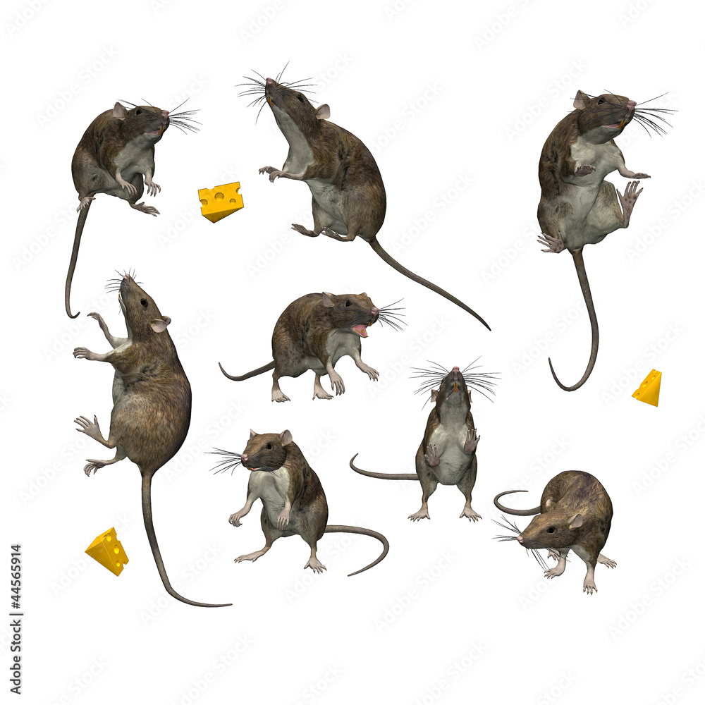 A set of 8 Rats in various poses isolated on a white background Stock ...