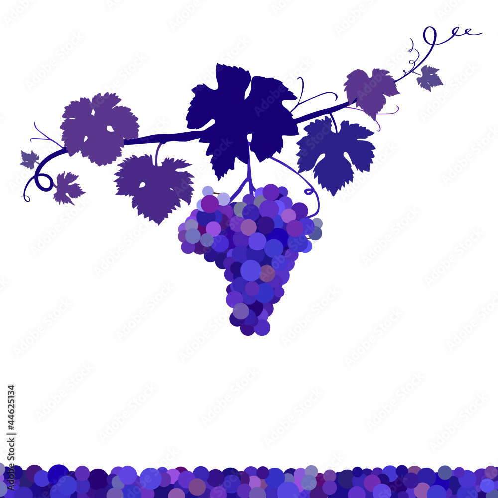 Weinrebe Vektor Stock Vector | Adobe Stock