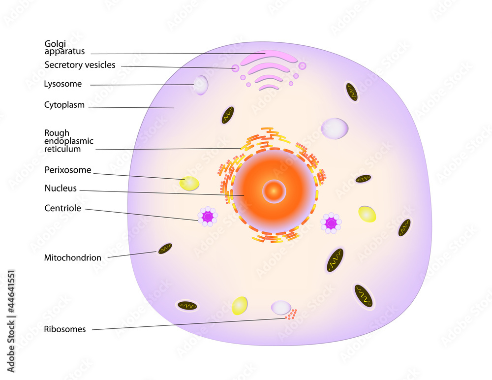 animal cell Stock Vector | Adobe Stock